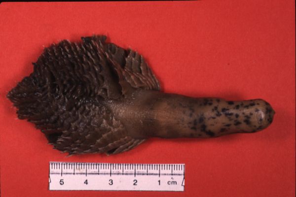 Pteroeides sparmanni (Kolliker)