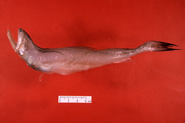 Harpodon nehereus (Buchanan-Hamilton)